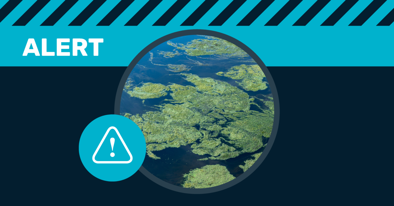 Coolmunda Dam | Blue-green algae alert – Sunwater